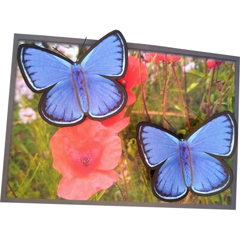 motyl MODRASZEK IKAR - model dla początkujących (JSC 813)